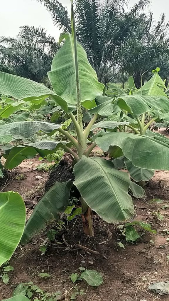 DONAC ADON FARMS, OKIJA • Vicilook